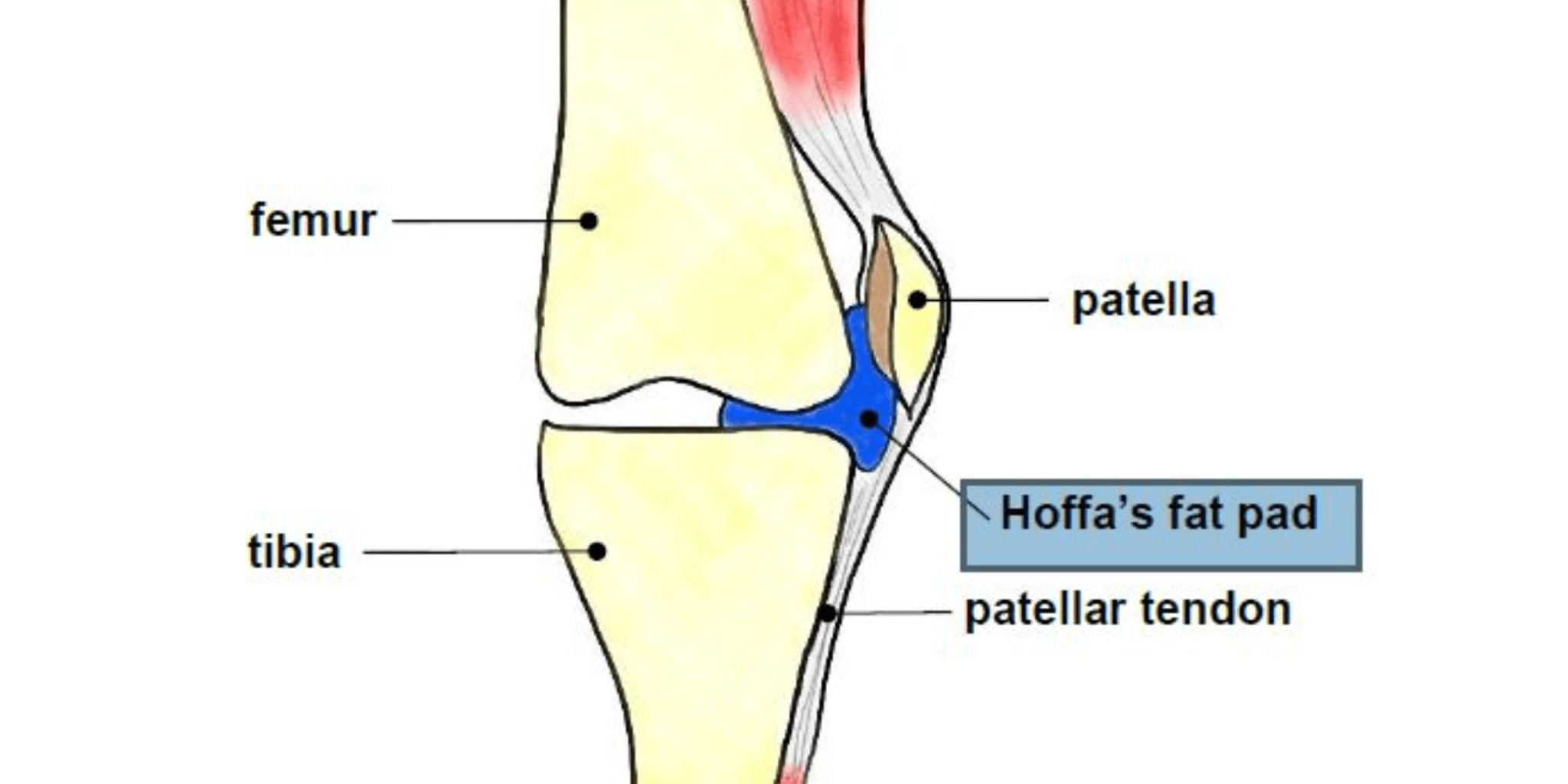Knee Rehabilitation – Dublin Sports Injury Clinic