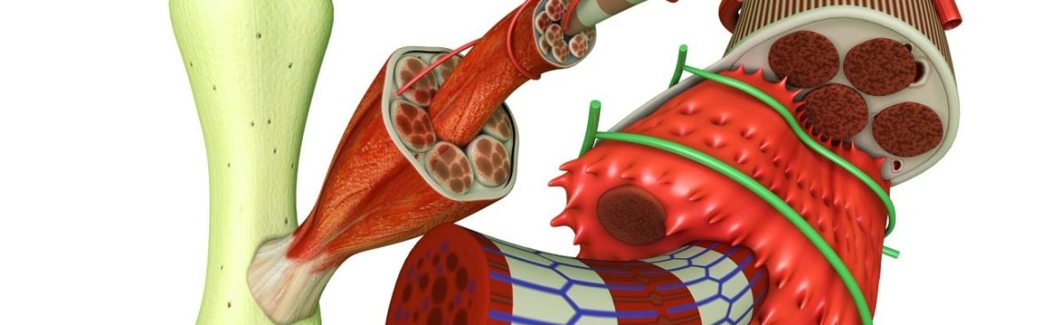 Sarcopenia (Muscle Loss Due to Aging) - Dublin Sports Injury Clinic