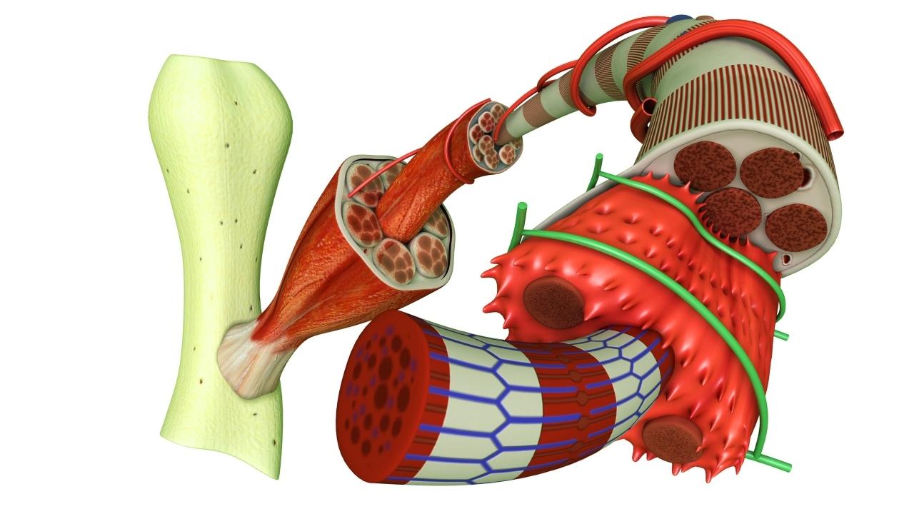 Sarcopenia (Muscle Loss Due to Aging) - Dublin Sports Injury Clinic